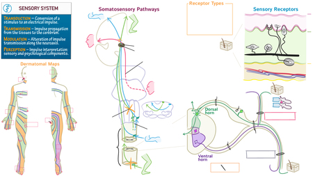 Neuroanatomy: Sensory System | ditki medical & biological sciences