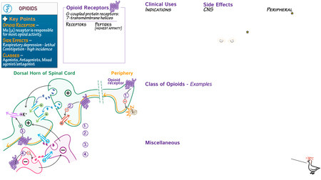 Clinical Pharmacology: Opioids | ditki medical & biological sciences