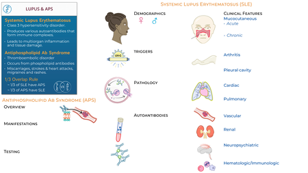 Clinical Pathology: Lupus (SLE) & Antiphospholipid (APS) | ditki ...