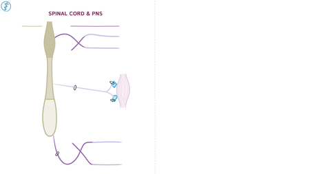 Neuroanatomy: Spinal Cord & PNS | ditki medical & biological sciences