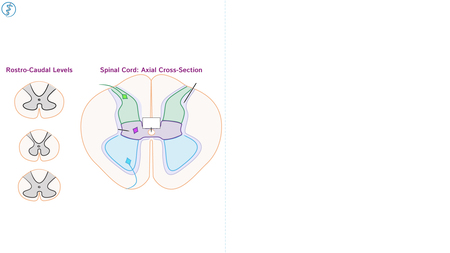 Gross Anatomy: Spinal Cord Anatomy | ditki medical & biological sciences