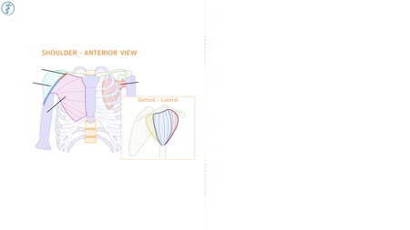 BMS Anatomy: Anterior View Shoulder Muscles | ditki medical ...