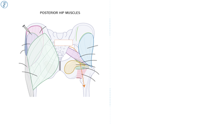 Anatomy & Physiology: Posterior Hip Muscles - Intro | ditki medical ...