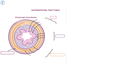 Gross Anatomy: GI Tunics Intro | ditki medical & biological sciences