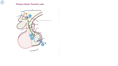 Anatomy & Physiology: Posterior Pituitary Lobe Anatomy | ditki medical ...