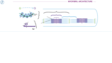 Advanced Anatomy & Physiology: Skeletal Muscle Myofibril Histology ...