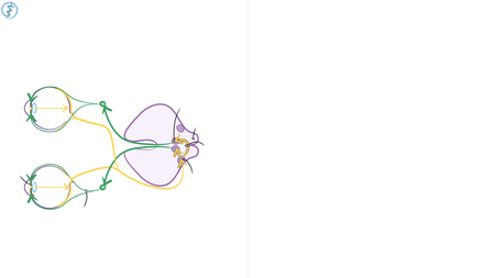 Neuroanatomy: Pupillary Light Reflex | ditki medical & biological sciences