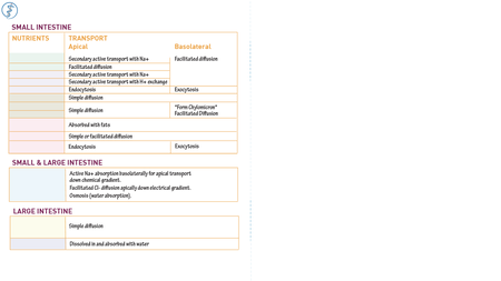 Gastrointestinal System: Intestinal Absorption - Table | ditki medical ...