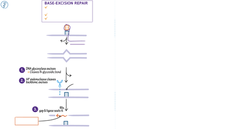 Cell Biology: Base-Excision DNA Repair | ditki medical & biological ...