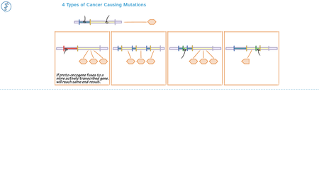 Anatomy & Physiology: Cancer-Causing Mutations | ditki medical ...