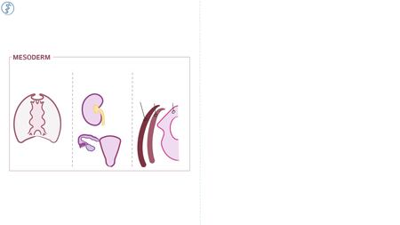 Embryology: Mesoderm Derivatives | ditki medical & biological sciences
