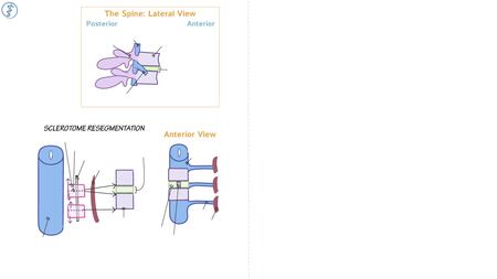 Embryology: Spine Segmentation & Sclerotome Resegmentation | ditki ...