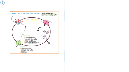 Biochemistry: Insulin Secretion | ditki medical & biological sciences