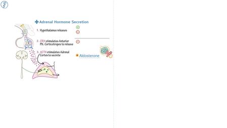 Anatomy & Physiology: Adrenal Hormone Secretion & ACTH Regulation ...