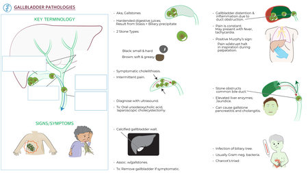 Clinical Pathology: Gallbladder Pathologies | ditki medical ...