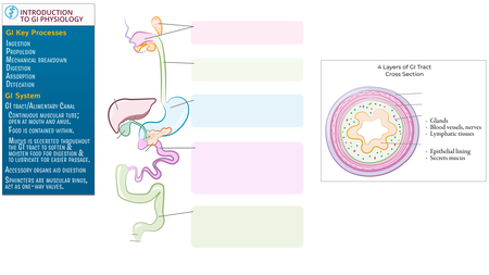 Anatomy & Physiology: Introduction to Gastrointestinal Physiology ...