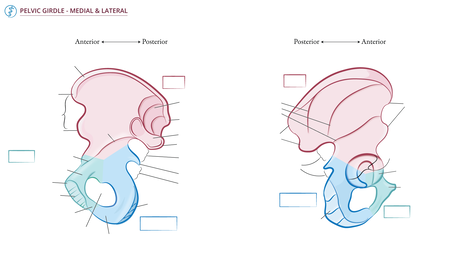 Gross Anatomy: Pelvis - Medial & Lateral Views | ditki medical ...