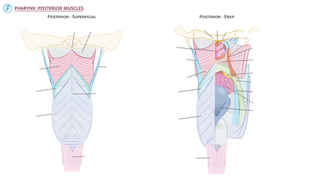 Gross Anatomy: Pharynx Muscles - Posterior View | ditki medical ...
