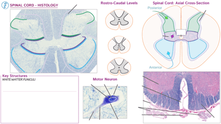 Anatomy & Physiology: Spinal Cord Laminae & Histology | ditki medical ...