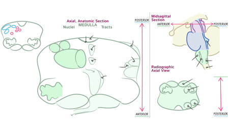 Neuroanatomy: The Medulla | ditki medical & biological sciences