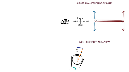 Neuroanatomy: Extraocular Movements | ditki medical & biological sciences