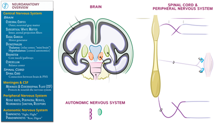 Neuroanatomy: Introduction to Neuroanatomy | ditki medical & biological ...