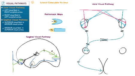 Neuroanatomy: Visual Pathways | ditki medical & biological sciences