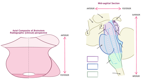 Neuroanatomy: Brainstem Overview | ditki medical & biological sciences