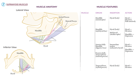 Anatomy & Physiology: Suprahyoid Muscles | ditki medical & biological ...