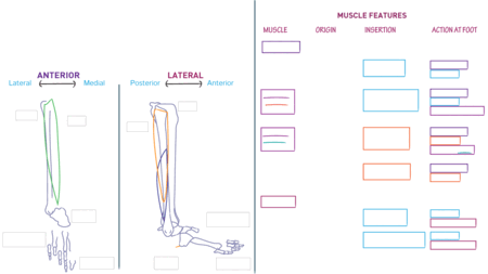Gross Anatomy: Anterior and Lateral Leg | ditki medical & biological ...