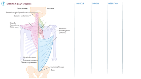 Gross Anatomy: Extrinsic Back Muscles (Superficial) | ditki medical ...
