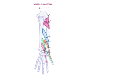 Gross Anatomy: Deep Layer of Posterior Forearm | ditki medical ...