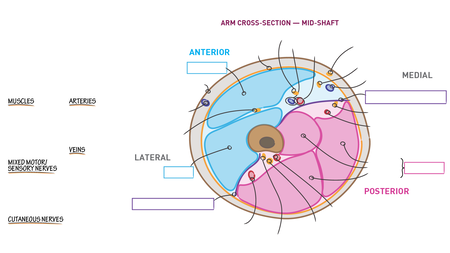 BMS Anatomy: Cross Section of the Arm | ditki medical & biological sciences