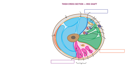 Gross Anatomy: Cross Section of the Thigh | ditki medical & biological ...