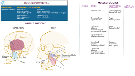 Advanced Anatomy & Physiology: Muscles of Mastication | ditki medical ...