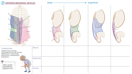 Gross Anatomy: Anterior Abdominal Wall Muscles | ditki medical ...