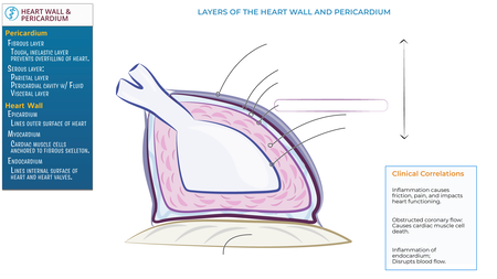 Gross Anatomy: Heart Wall and Pericardium | ditki medical & biological ...