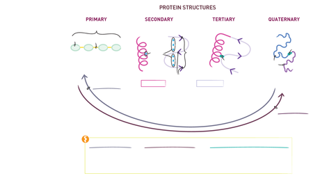 Cell Biology: Protein Structure Overview | ditki medical & biological ...