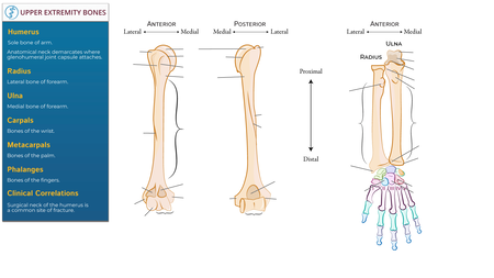 Anatomy & Physiology: Upper Extremity Bones | ditki medical & biological sciences