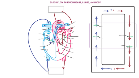 Gross Anatomy: Blood Flow through Heart, Lungs, and Body | ditki ...