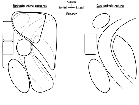 Cardiovascular System: Deep Cerebral Arteries | ditki medical ...
