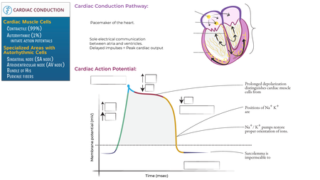 Gross Anatomy: Cardiac Conduction | ditki medical & biological sciences