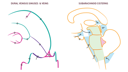 Neuroanatomy: Cisterns, Sinuses, & Veins | ditki medical & biological ...