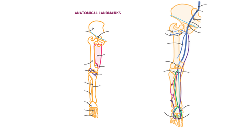 Gross Anatomy: Veins of the Lower Extremity | ditki medical ...