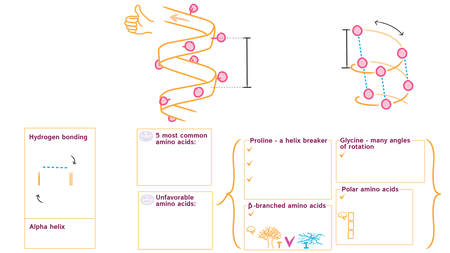 Biochemistry: Secondary Structure 1: The Alpha Helix | ditki medical ...