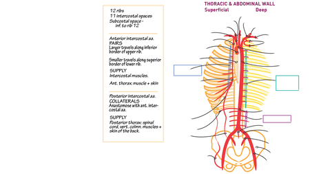 Gross Anatomy: Arteries of the Trunk | ditki medical & biological sciences