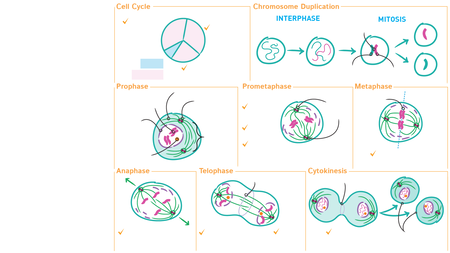 Genetics: Mitosis Overview | ditki medical & biological sciences