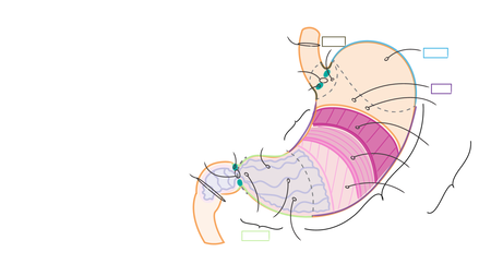 Gross Anatomy: Stomach | ditki medical & biological sciences
