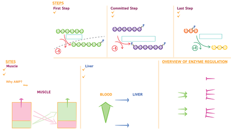 Biochemistry Fundamentals: Regulation of Glycolysis Overview | ditki ...